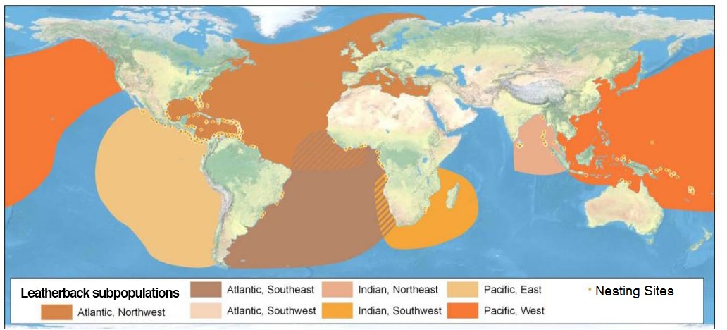 Leatherback Turtle | World Wildlife Info