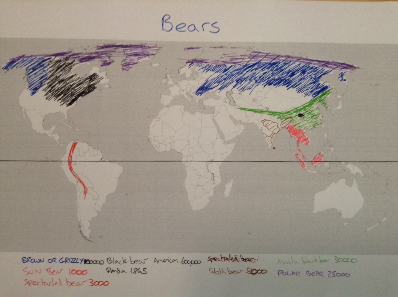 Bears | World Wildlife Info