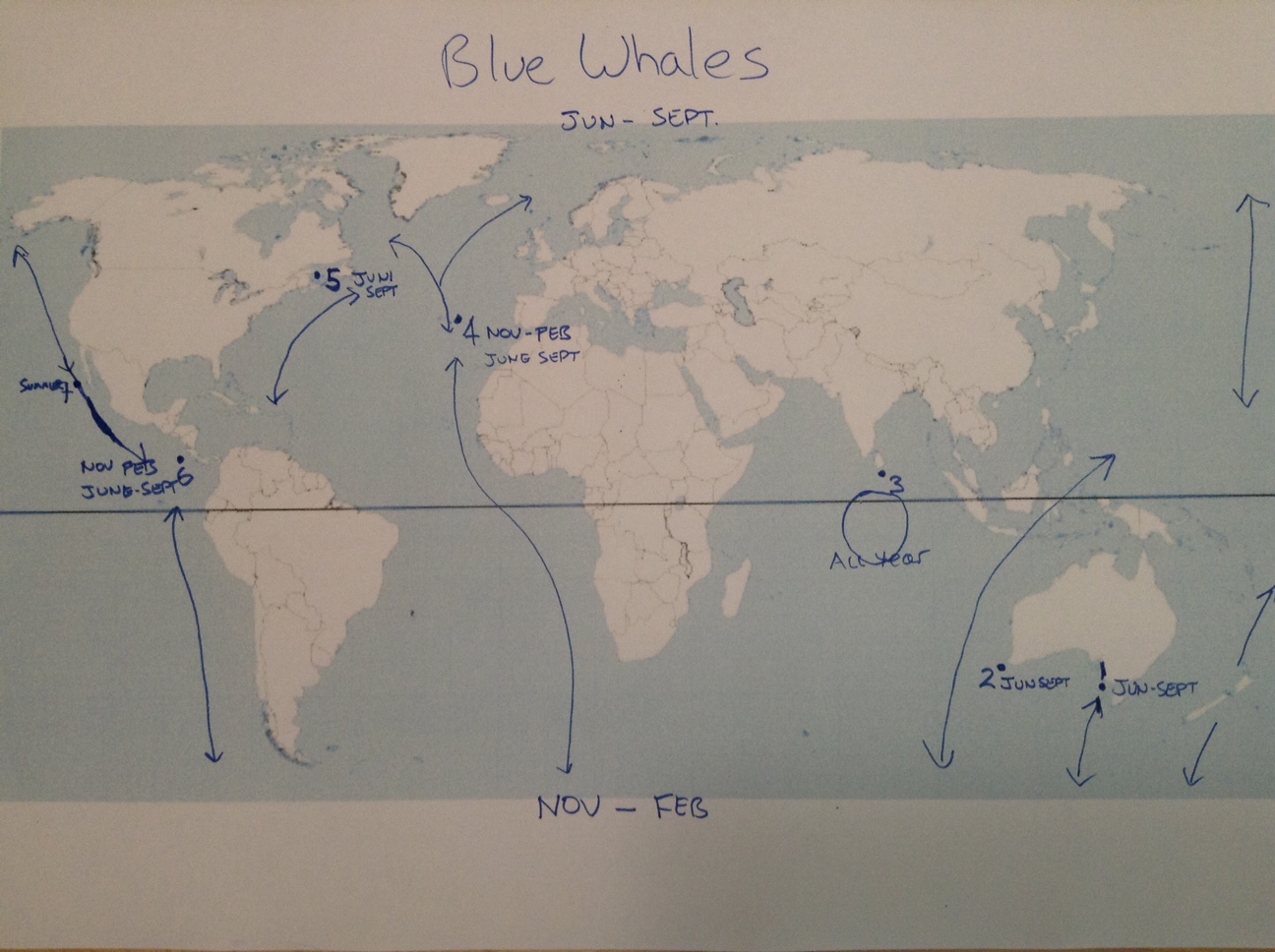 Blue Whales. – World Wildlife Info