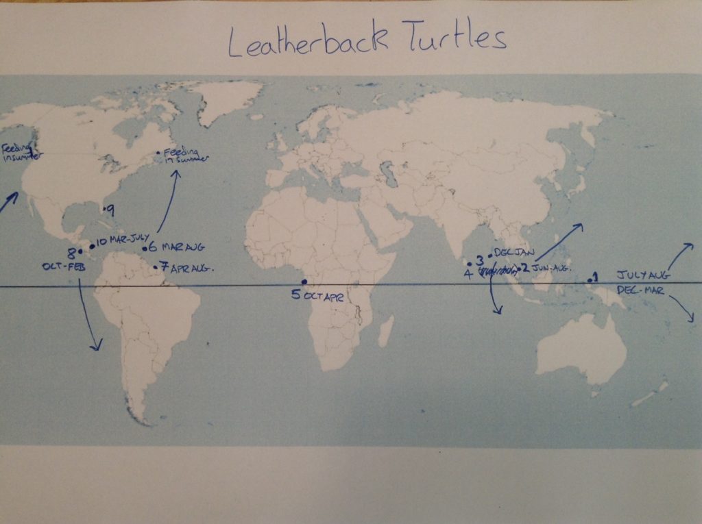 Leatherback Turtle – World Wildlife Info
