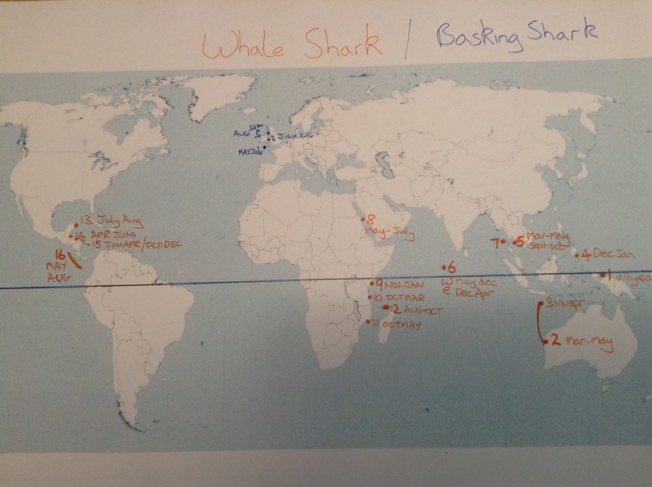 Whale Sharks – World Wildlife Info