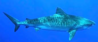 Large Pelagic Fish and Turtles – World Wildlife Info