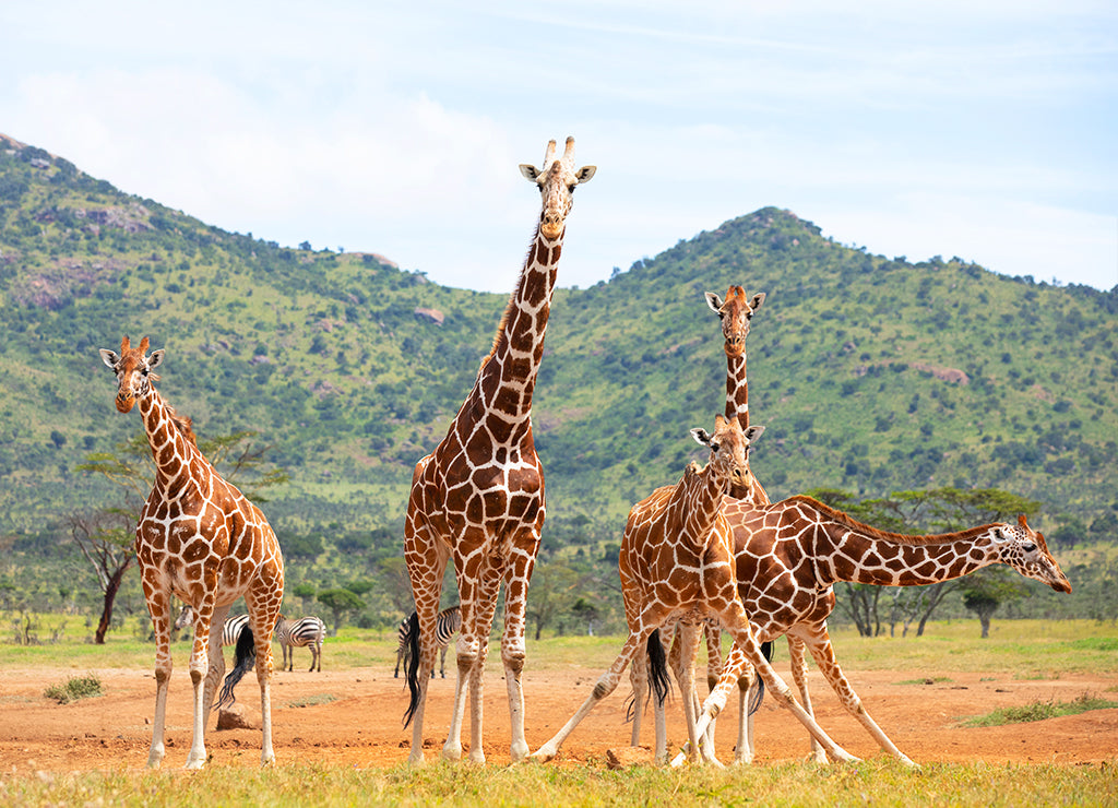 Grazing animals – World Wildlife Info