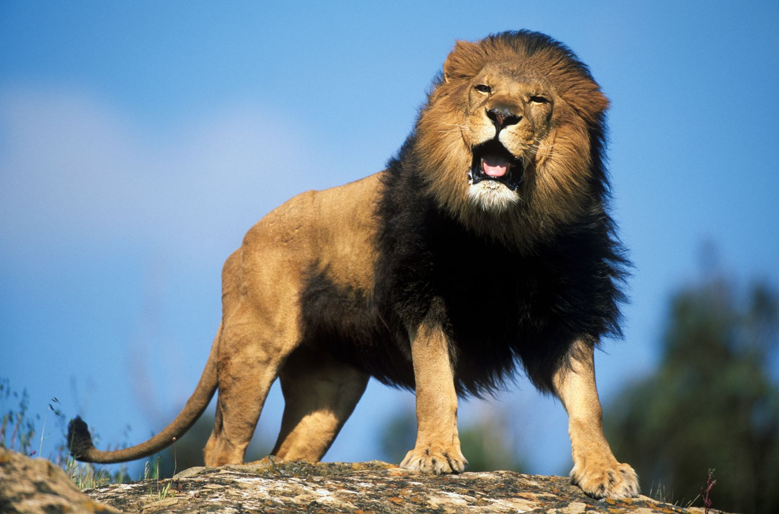 WILDLIFE – World Wildlife Info