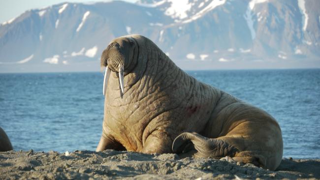Carnivores – World Wildlife Info