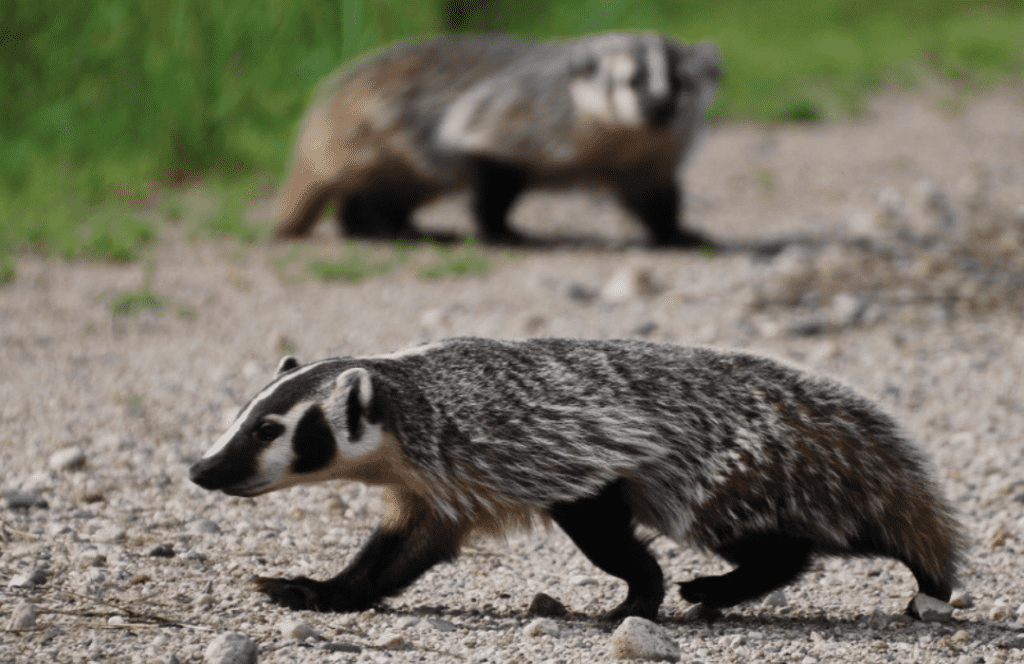 Badgers – World Wildlife Info