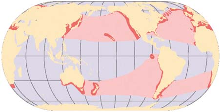 Basking Shark – World Wildlife Info