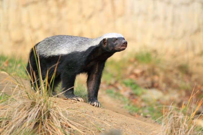 Badgers – World Wildlife Info