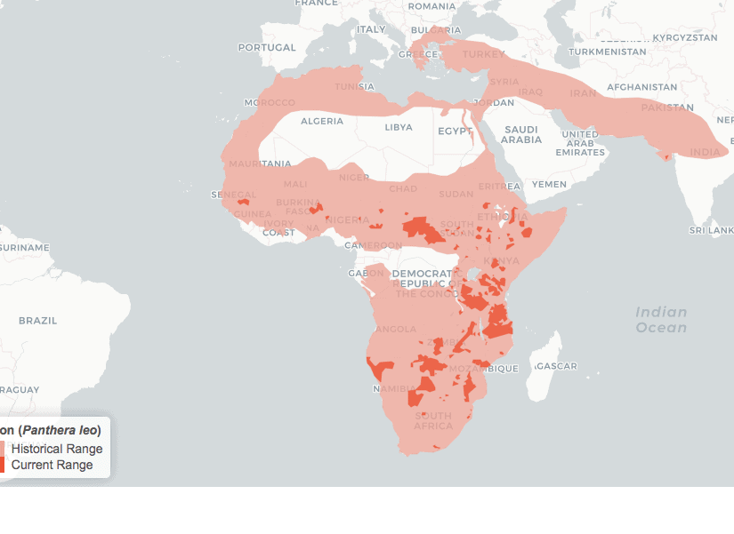 Lion – World Wildlife Info
