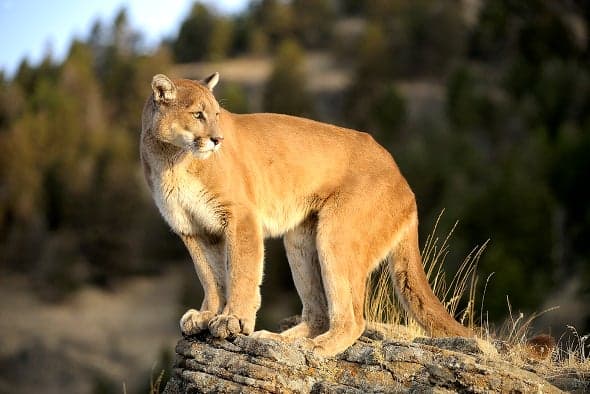 Where in the world to find wildlife – World Wildlife Info