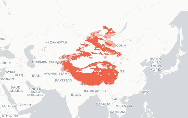 Snow Leopard – World Wildlife Info