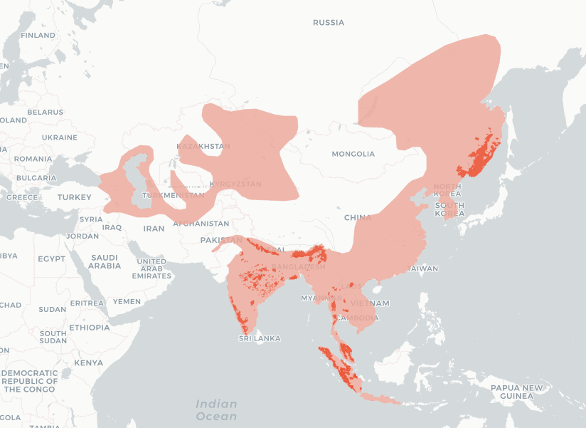 Tiger – World Wildlife Info